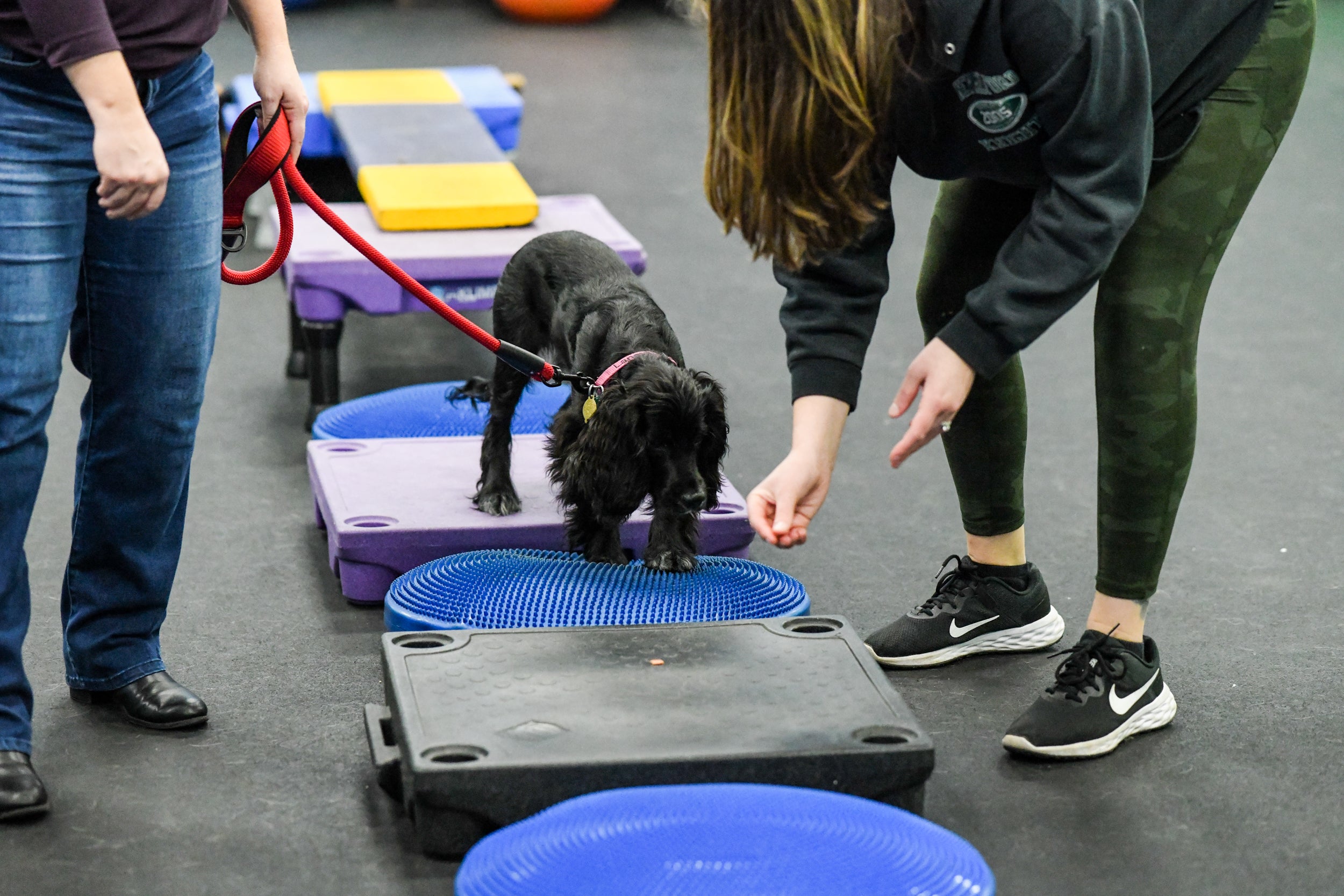 Canine Gym – Kathy Santo Dog Training